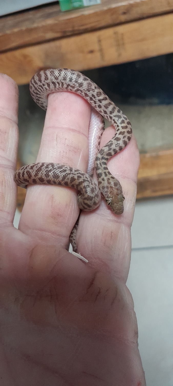 Children's Python by Reptile Mart - MorphMarket