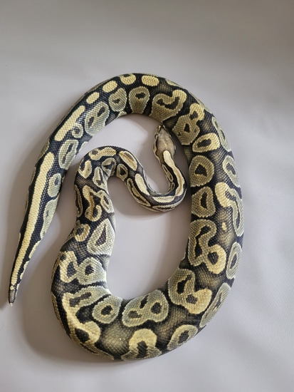 Orange Ghost Ball Python by Kevsballs