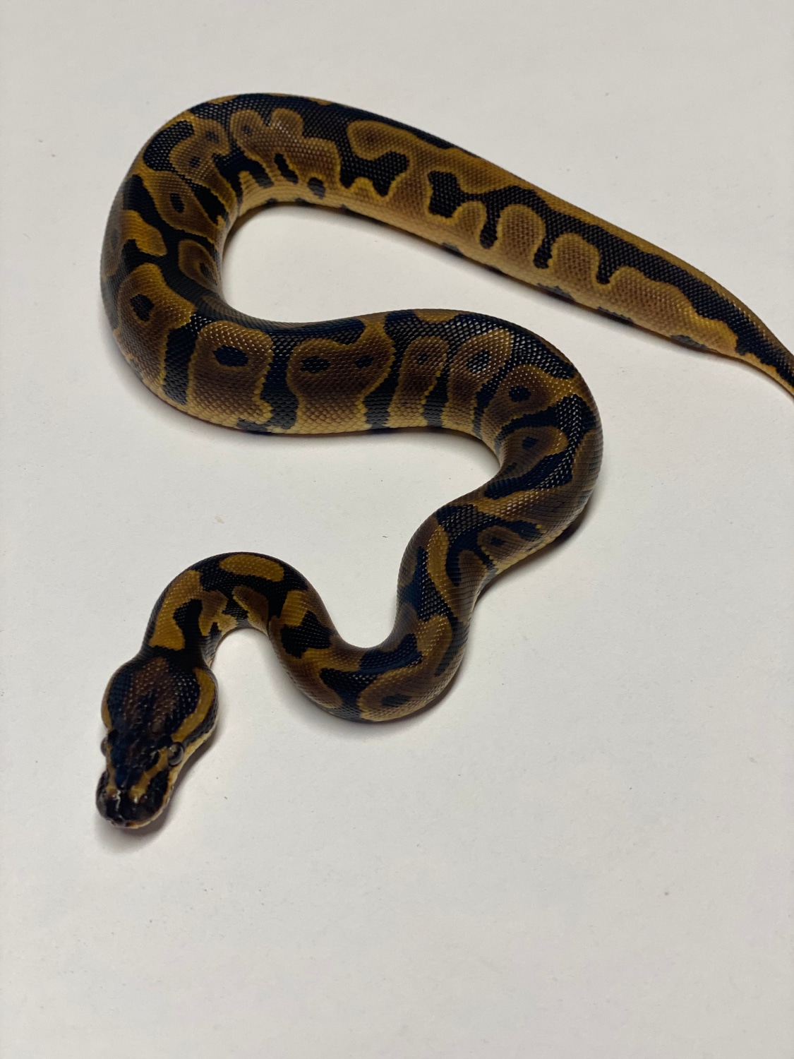 Leopard Enchi Yellow Belly Ball Python by E-town Exotics - MorphMarket