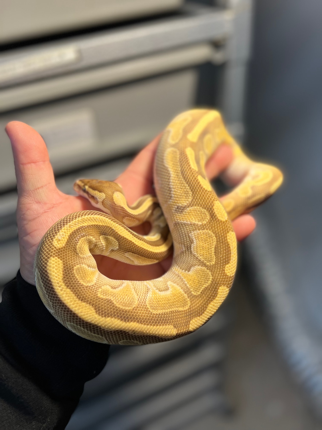 Enchi Pastel Lesser Het Clown 50%het Pied Ball Python by E-town Exotics ...