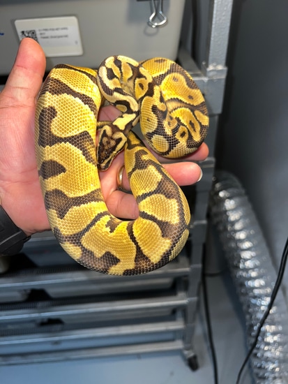 Enchi Yellow Belly Ball Python by E-town Exotics