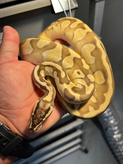 Enchi Pastel Lesser Ball Python by E-town Exotics