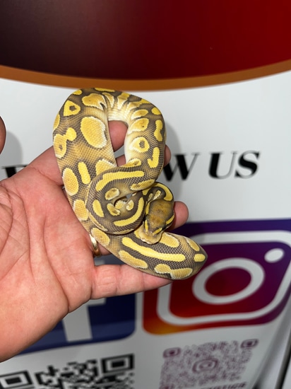 2022male Orange Dream Butter Fire Hypo Ball Python by E-town Exotics