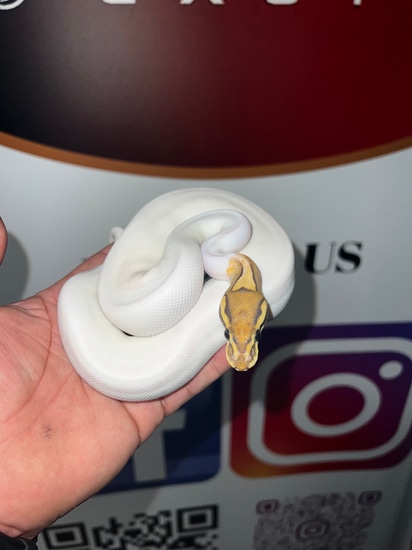 Orange Dream Cinnamon Hypo Pied Pos Enchi Ball Python by E-town Exotics