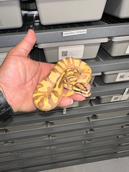 Orange Dream Enchi Yellow Belly Fire Het Pied Het Hypo Ball Python by E ...