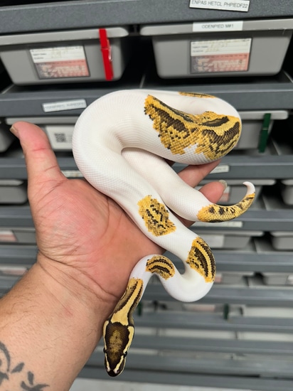 Orange Dream Yb Fire Enchi Pied Het Hypo Ball Python by E-town Exotics