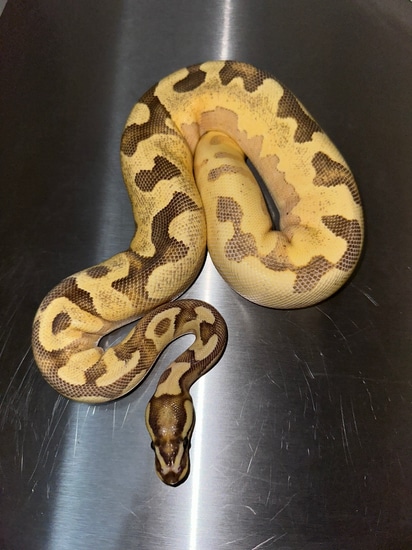Orange Dream Enchi Yellow Belly Pos Fire Het Pied Het Hypo Ball Python ...