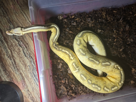 Pastel Freeway Female Ball Python by Tarheel Reptiles