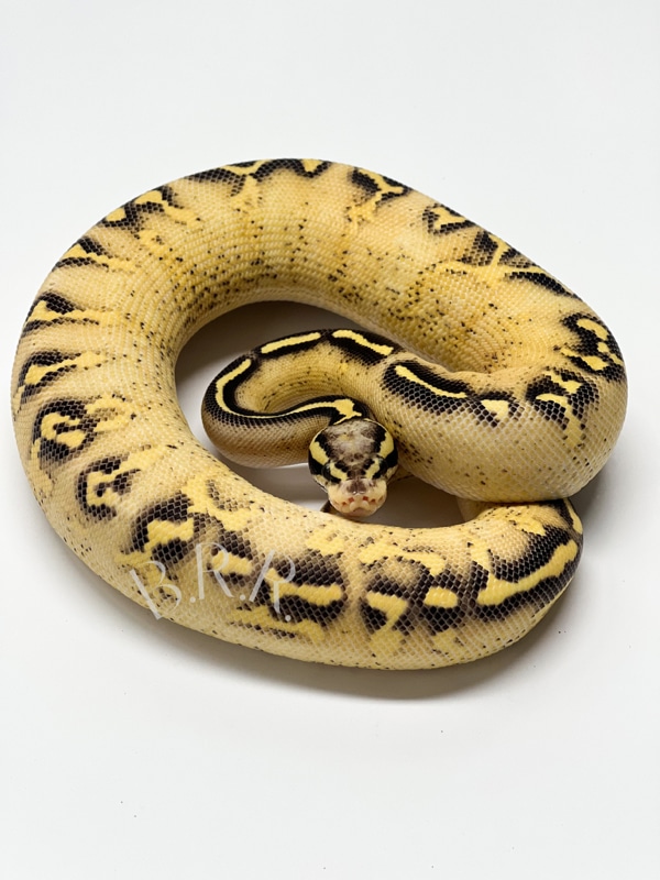 Pastel Freeway Ball Python by Black Rifle Reptiles - MorphMarket