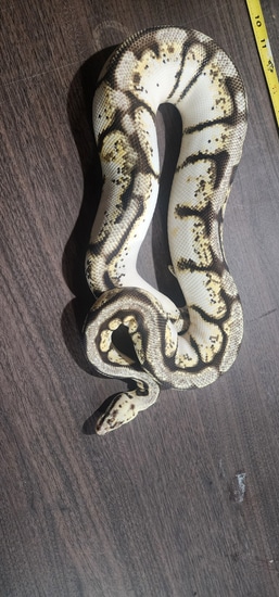 Pastel Spider Calico (Calider) Ball Python by Codeblu Morphs