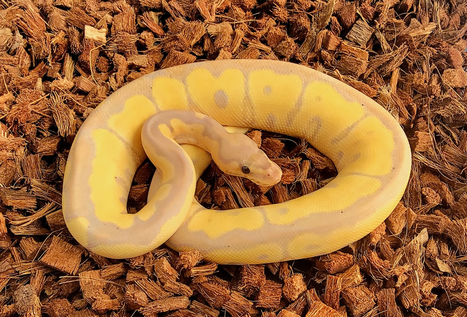 Banana Yellowbelly Clown Ball Python by Ksk Royals - MorphMarket