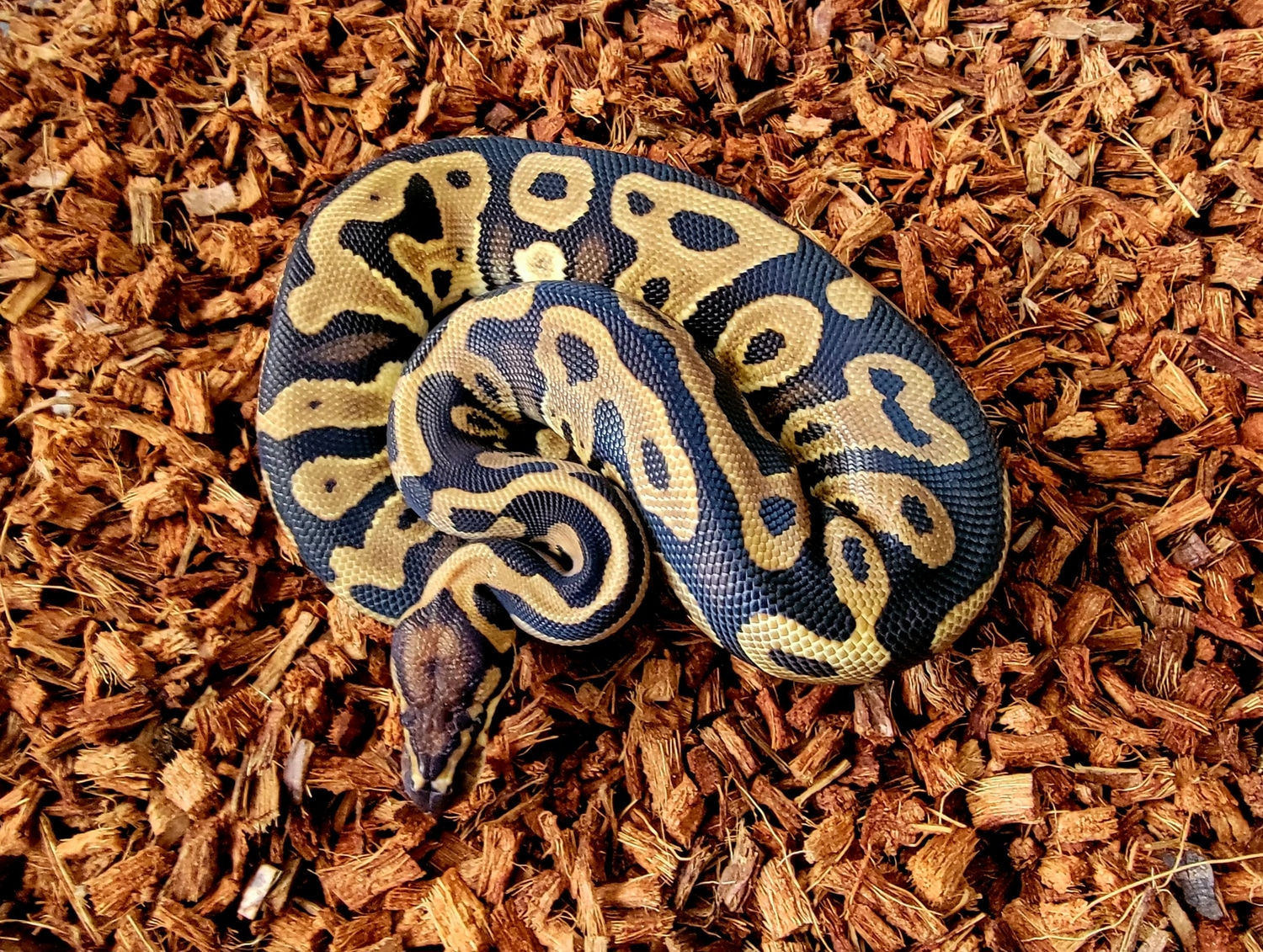 Leopard Yellowbelly Het Clown Ball Python by Ksk Royals - MorphMarket