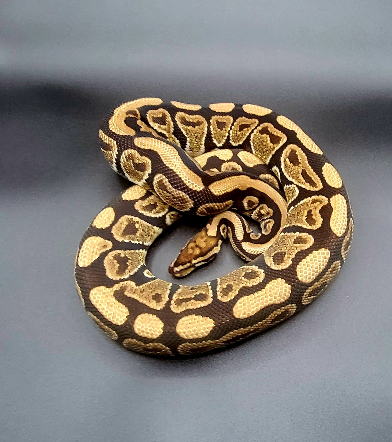 Cypress Spotnose Pos Het Clown Ball Python by Ksk Royals - MorphMarket