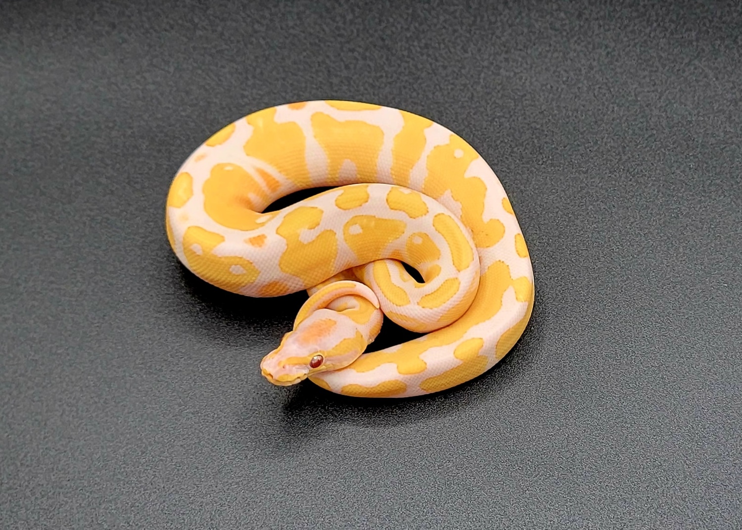 Lavender Albino 66% Pos Het Pied Ball Python by Ksk Royals - MorphMarket