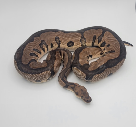 Leopard Yellowbelly Clown Ball Python by KSK ROYALS