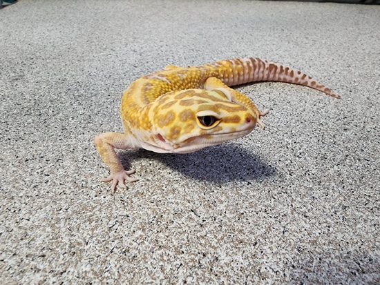 Aptor Leopard Gecko by Origin Geckos