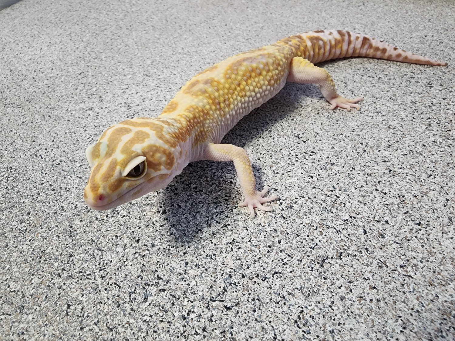 Aptor Leopard Gecko by Origin Geckos - MorphMarket