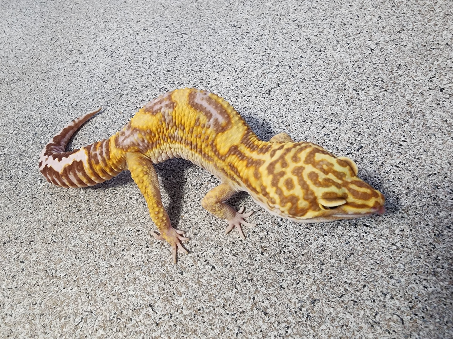 Aptor Leopard Gecko by Origin Geckos - MorphMarket