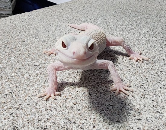 Diablo Blanco Leopard Gecko by Origin Geckos