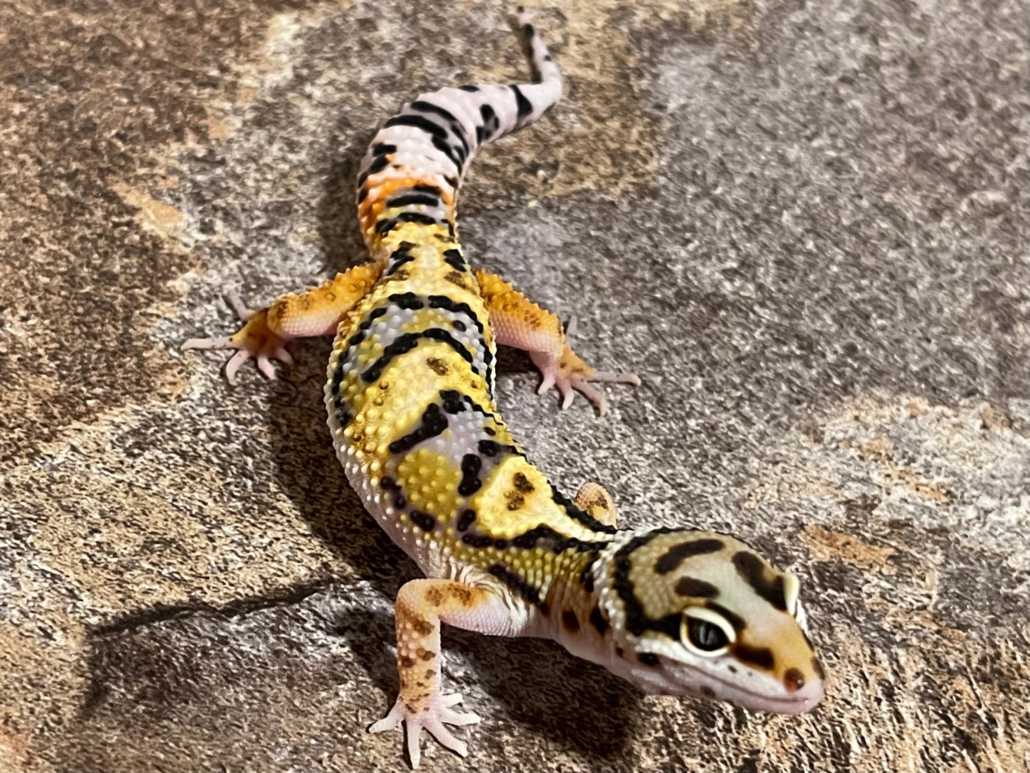 Extreme Bold Rainbow Redstripe Leopard Gecko by Blizzy Bold Leos ...