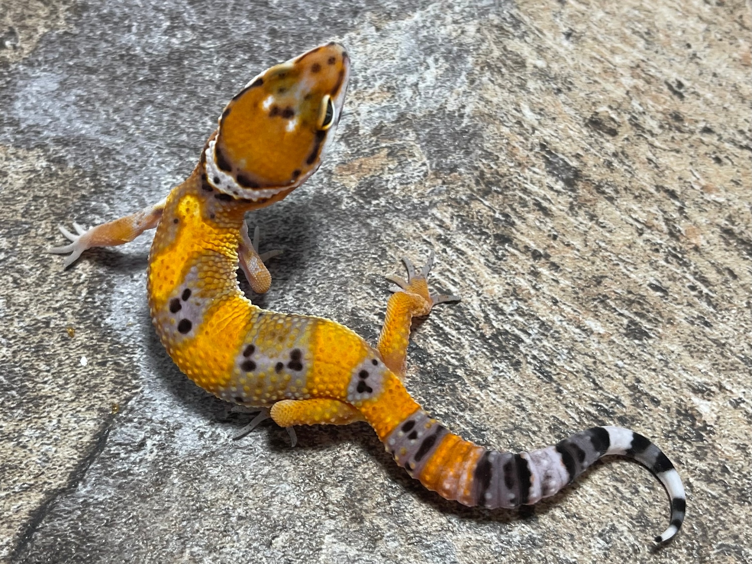 Purple Head Leopard Gecko by Blizzy Bold Leos - MorphMarket