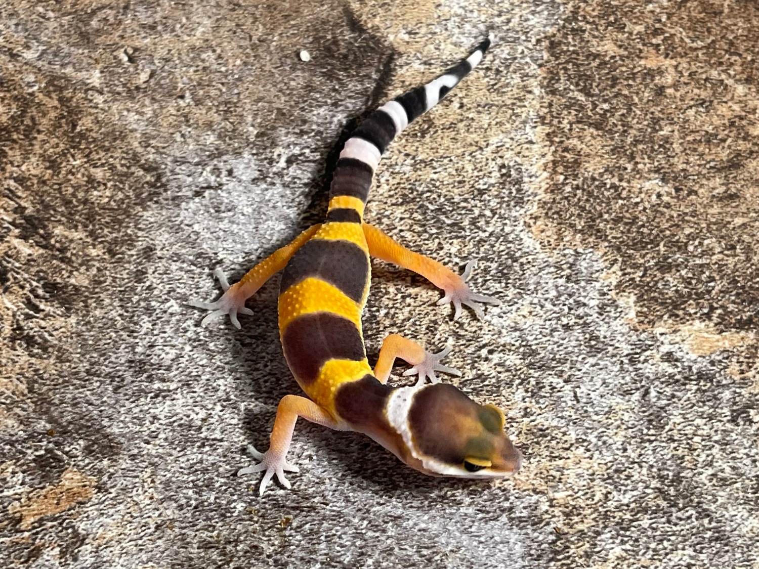 “Pure” Clown G Project NKH Leopard Gecko by Blizzy Bold Leos - MorphMarket