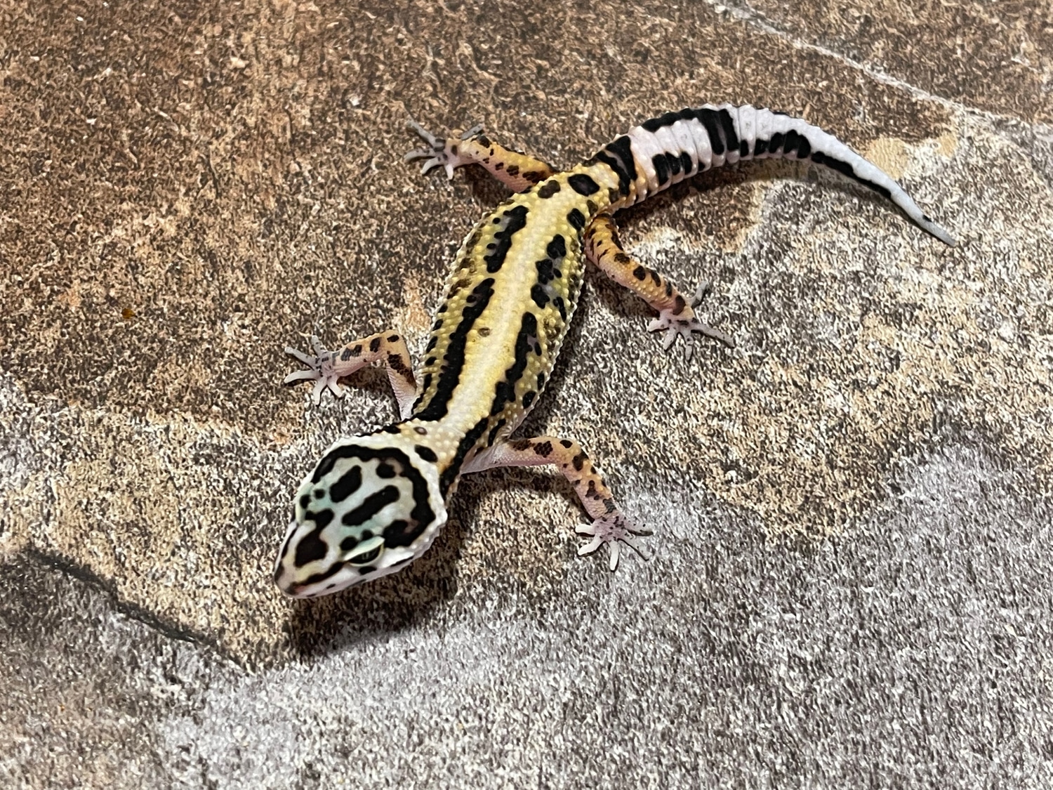 **FREE SHIPPING ** Bold Stripe Tangerine Het Tremper Leopard Gecko by ...