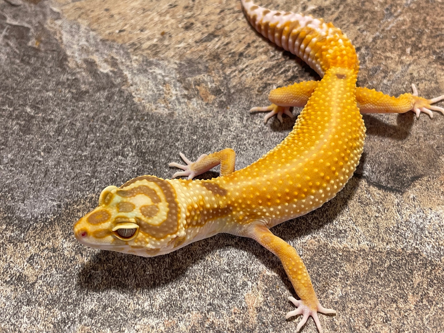 Tangerine Tremper (Nieves Tang Lineage) Leopard Gecko by Blizzy Bold ...