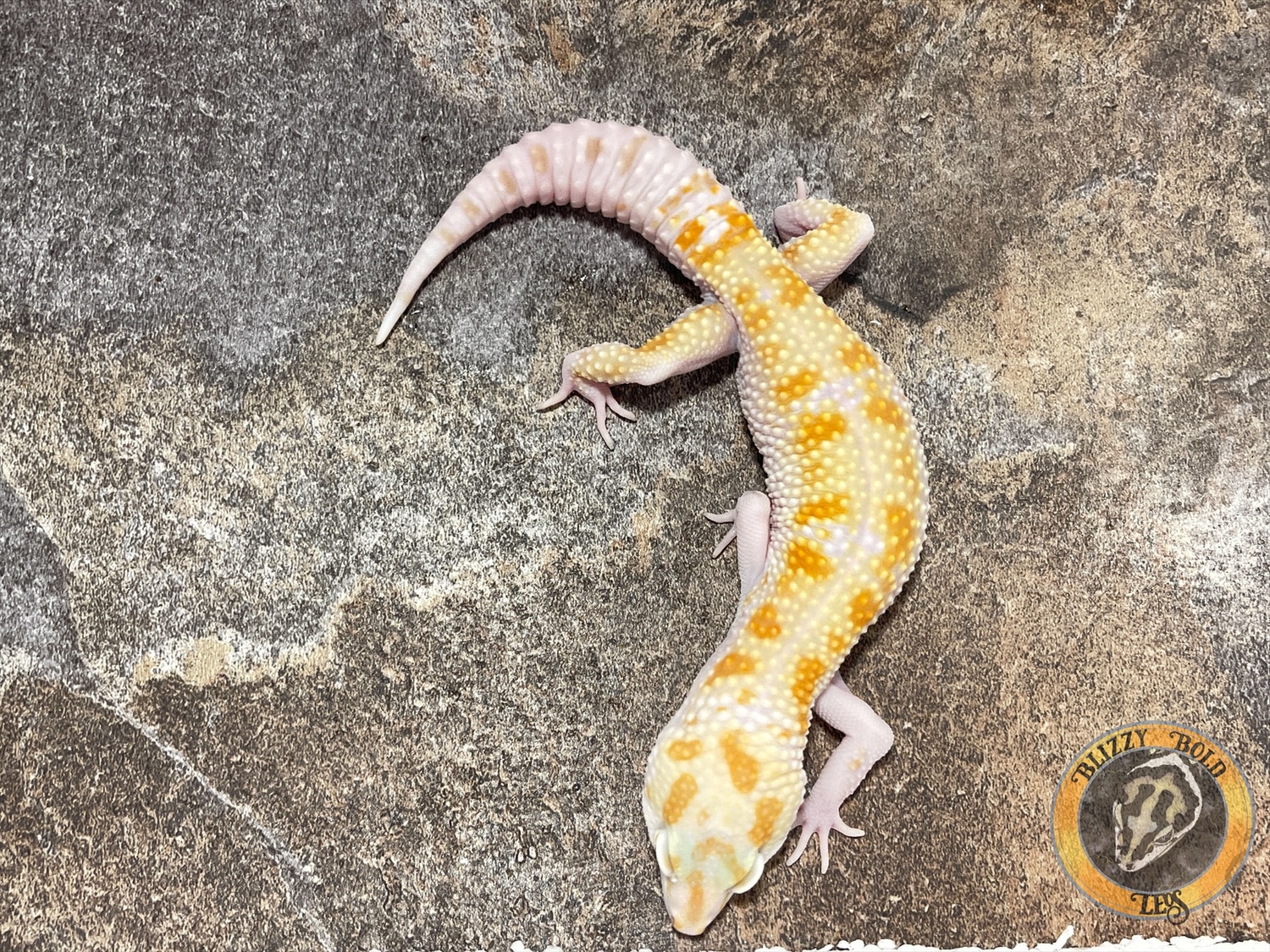 White And Yellow Blood Tremper Cross Pos Het Eclipse Leopard Gecko by ...