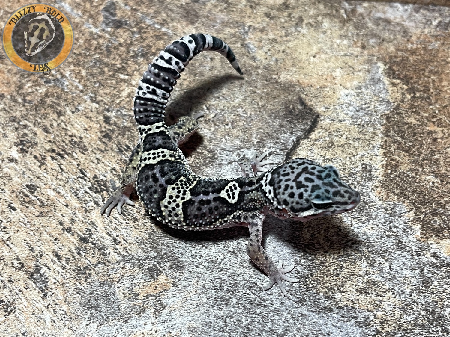 TSM Mack Snow Melanistic Het Murphy’s Patternless Leopard Gecko by ...