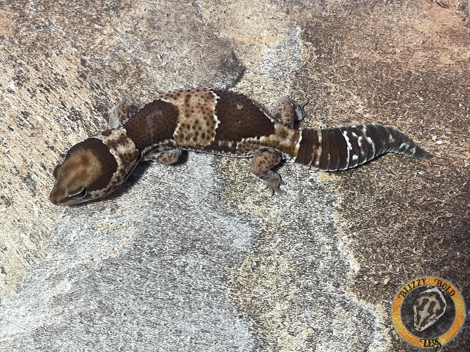 Banded 100% Het Oreo RTB African Fat-Tailed Gecko by Blizzy Bold Leos ...