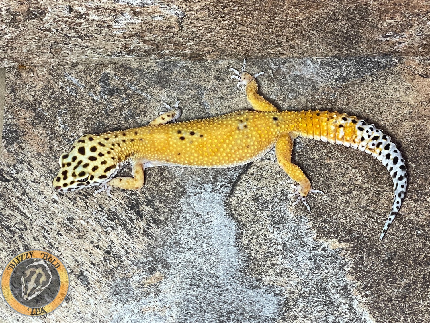 Clown Female - Proven Leopard Gecko by Blizzy Bold Leos - MorphMarket