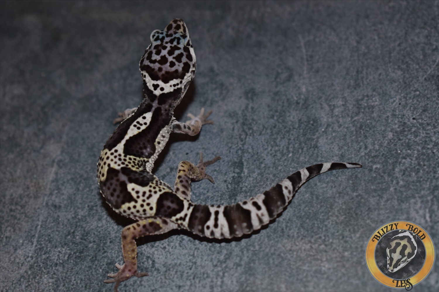 TSF Mack Snow Melanistic Het Murphy’s Patternless Leopard Gecko by ...