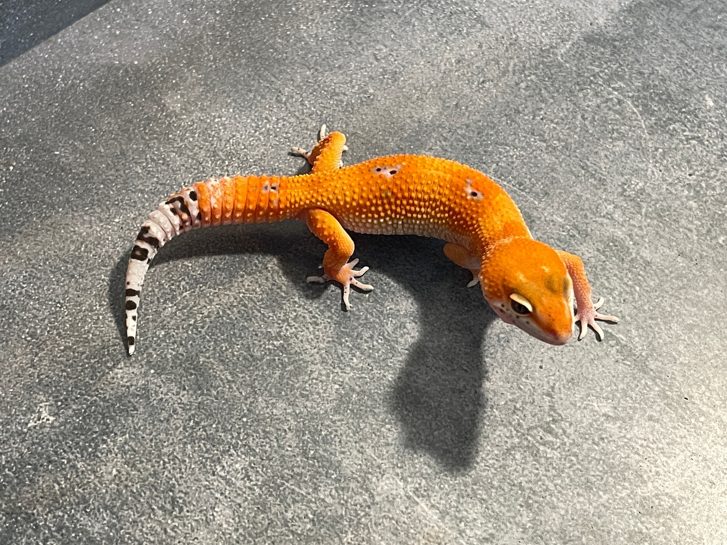 Purple Head Leopard Gecko by Blizzy Bold Leos - MorphMarket