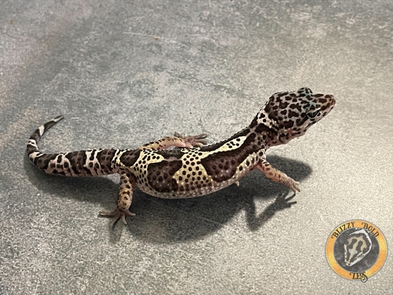 TSF Mack Snow Melanistic Het Murphy’s Patternless Leopard Gecko by ...