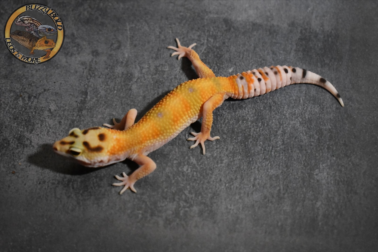 White & Yellow Tangerine Het Tremper Leopard Gecko by Blizzy Bold Leos ...