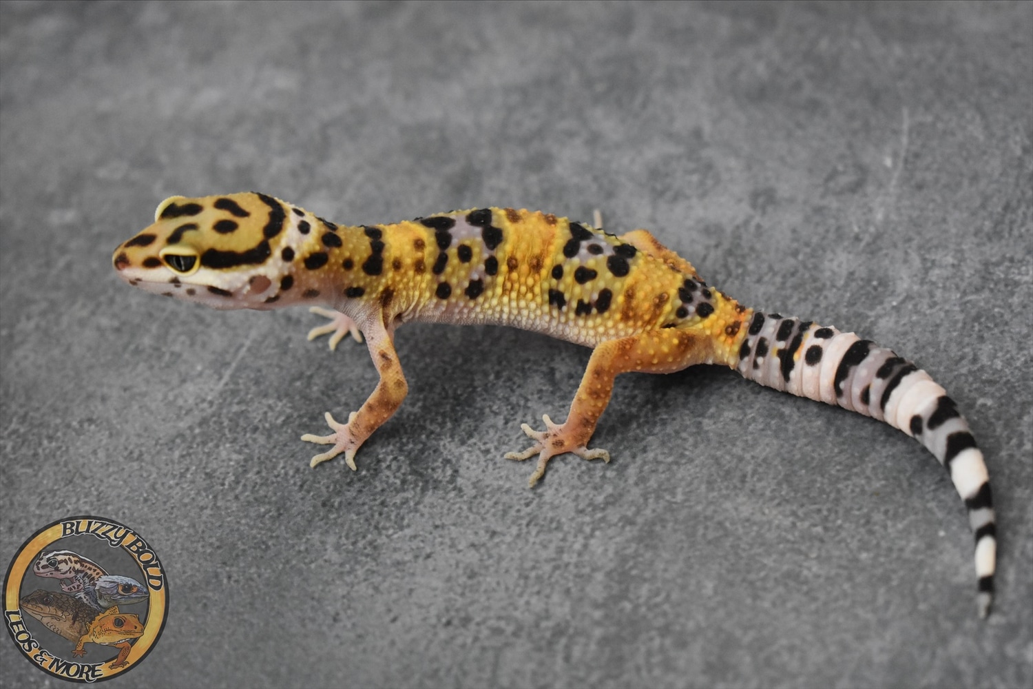 Tangerine Het Tremper Leopard Gecko by Blizzy Bold Leos & More ...