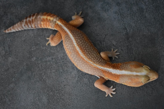 Amel Zero African Fat-Tailed Gecko by Blizzy Bold Leos & More