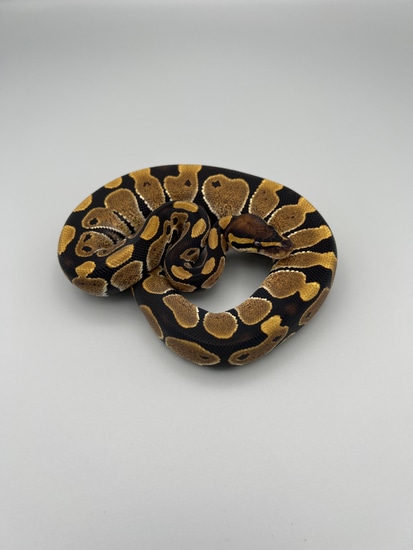 Normal Het Ghost Ball Python by Synergy Reptiles