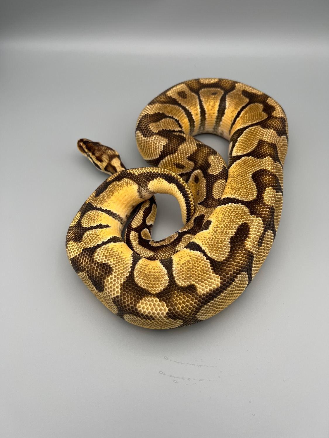 Pastel Enchi DH Ghost Clown Ball Python by Synergy Reptiles - MorphMarket