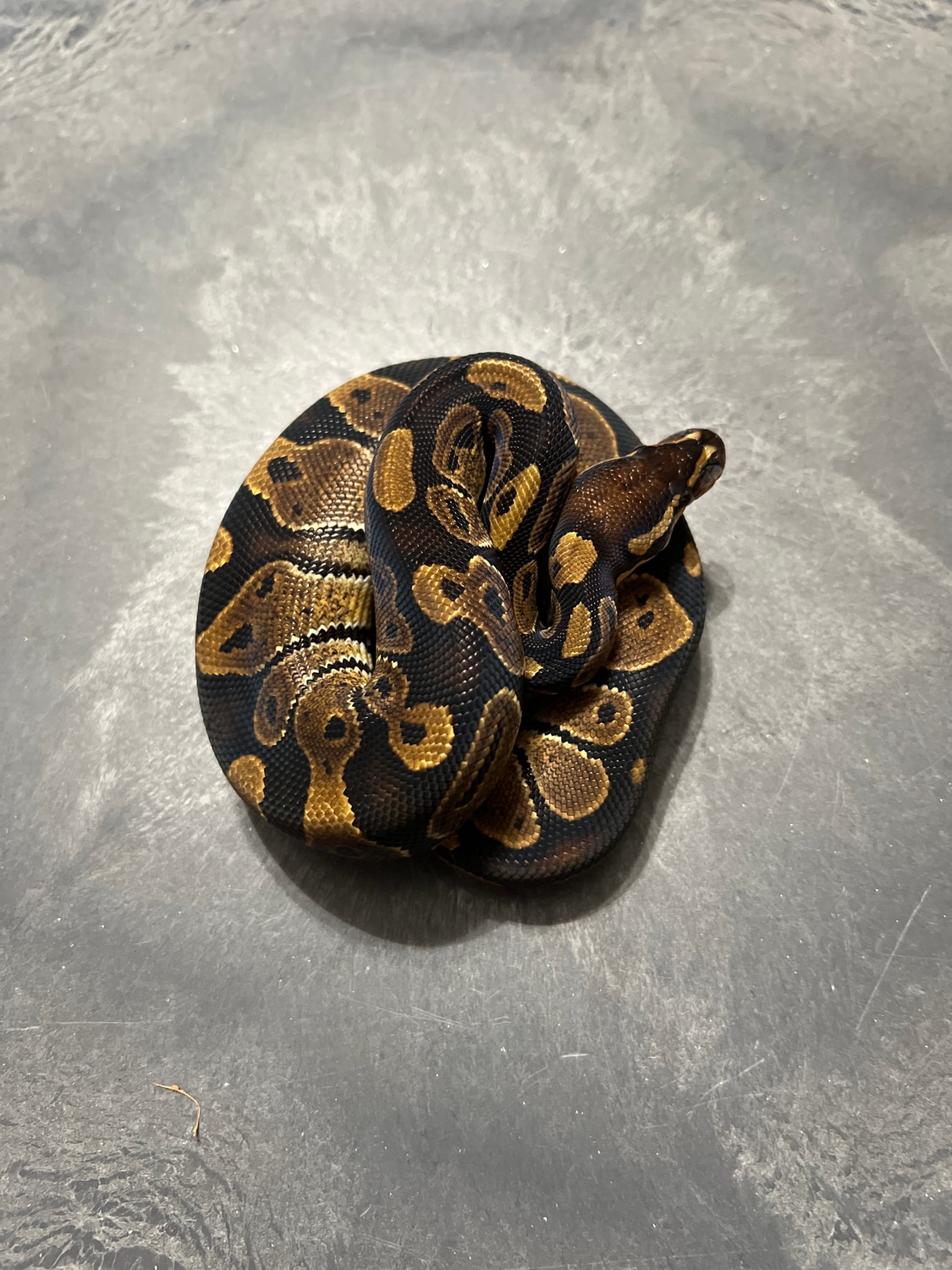Het Albino Het Candy Ball Python by Synergy Reptiles - MorphMarket