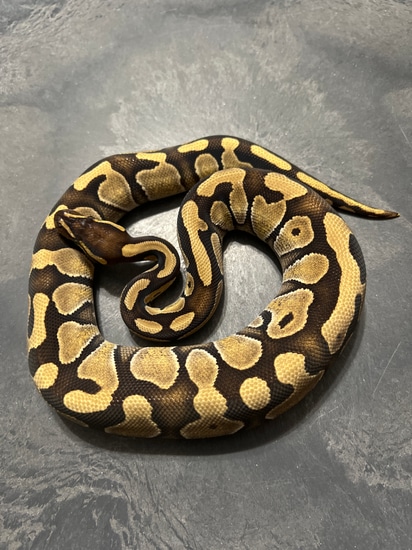 Enchi Phantom Het Hypo Ball Python by Synergy Reptiles