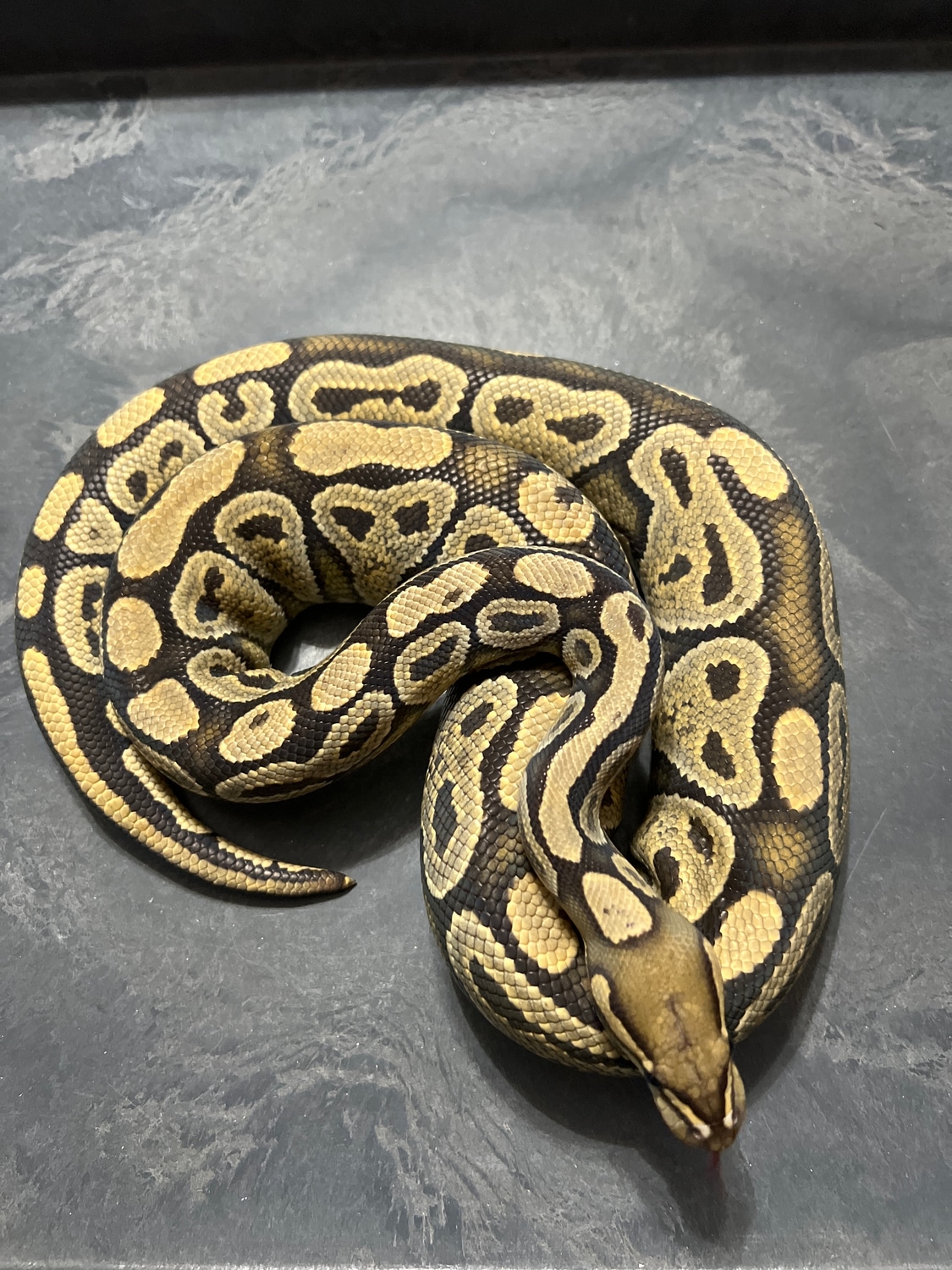 Orange Ghost Ball Python by Synergy Reptiles - MorphMarket