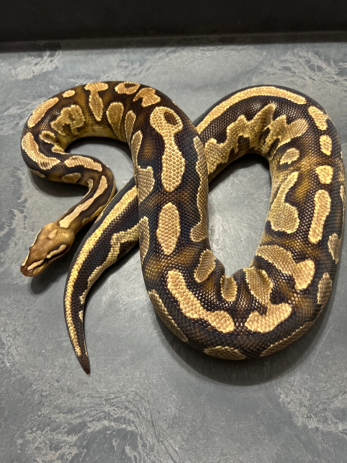 Fire Yellowbelly Ball Python by Synergy Reptiles - MorphMarket