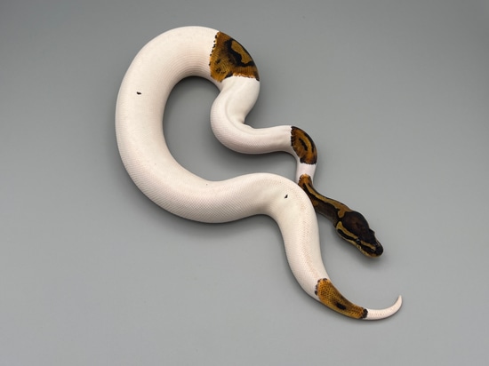Pied Female Ball Python by Synergy Reptiles