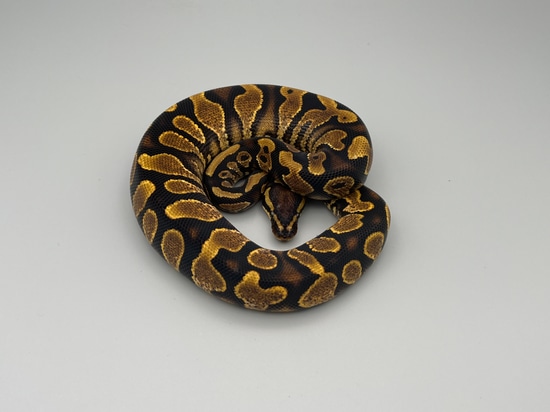 Calico Yellow Belly Ball Python by Synergy Reptiles