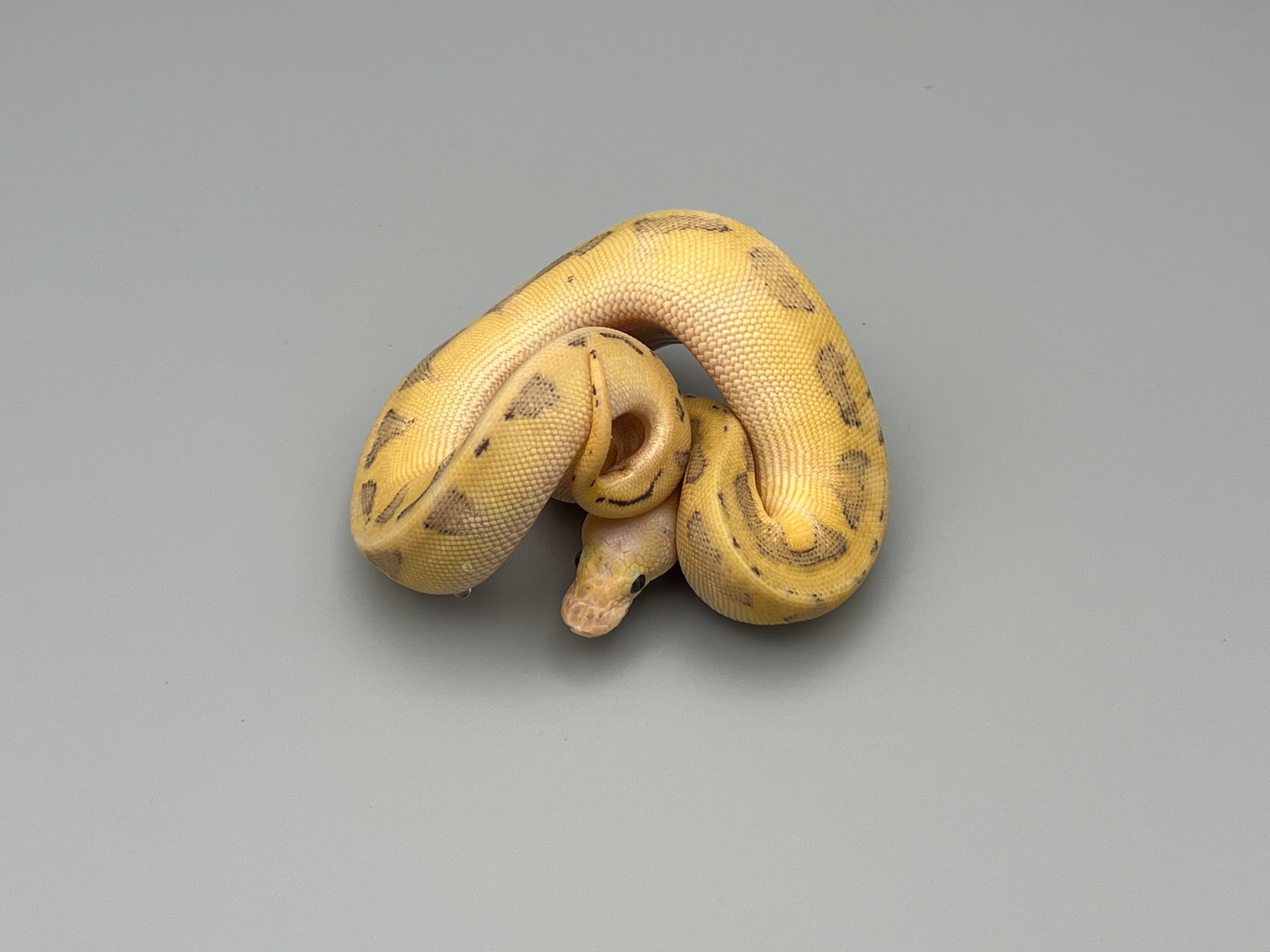 Super Pastel Genetic Stripe Clown Ball Python by Synergy Reptiles ...