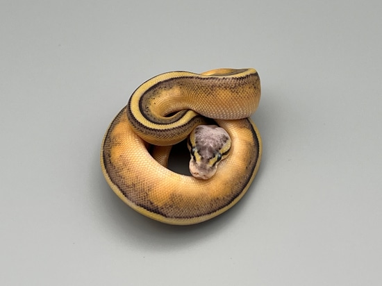 Super Pastel Genetic Stripe 66% Het Clown Ball Python by Synergy Reptiles