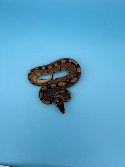 Enchi DH 66% Hypo Clown Ball Python by Synergy Reptiles