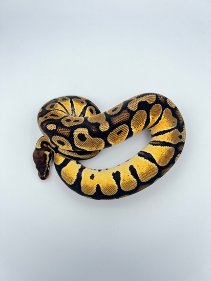 Pastel 66% DH Genetic Stripe Clown Ball Python by Synergy Reptiles